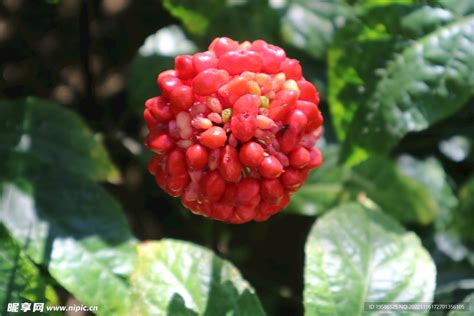 三七花头摄影图花草生物世界摄影图库昵图网