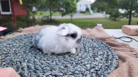 Lightning Blue And White Broken Vm Carrier Roneyfield Rabbits
