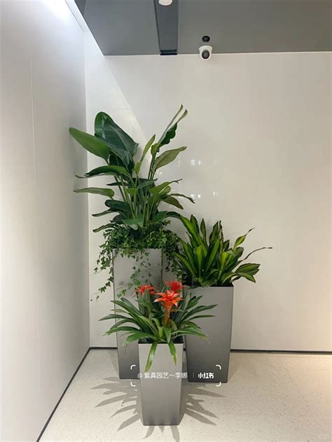 高档自吸水花盆绿植组合办公室绿植