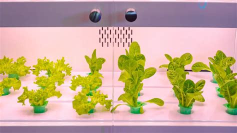 Automated Grow Box The Future Of Effortless Home Gardening