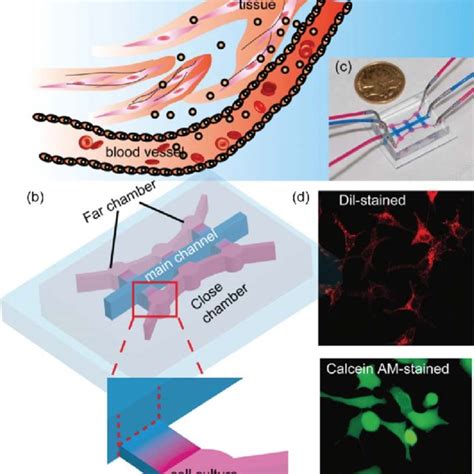 A Schematic Representation Of The Diffusion Process Between Blood Download Scientific Diagram