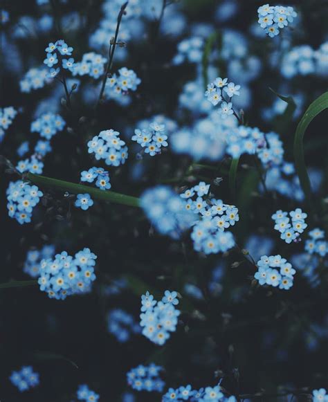 Blue Flower Aesthetic Background At Luke Denise Blog