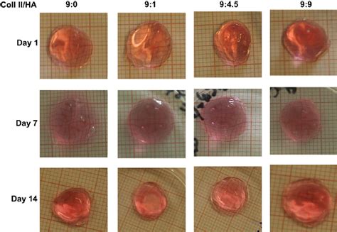 Np Cell Seeded Scaffold After 1 7 And 14 Days In Culture The Download Scientific Diagram