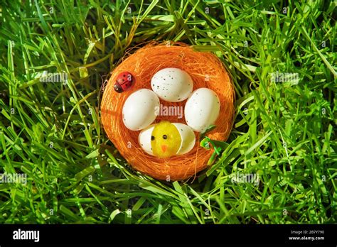 Easter Card A Little Toy Chicken In An Orange Nest And A Ladybug In