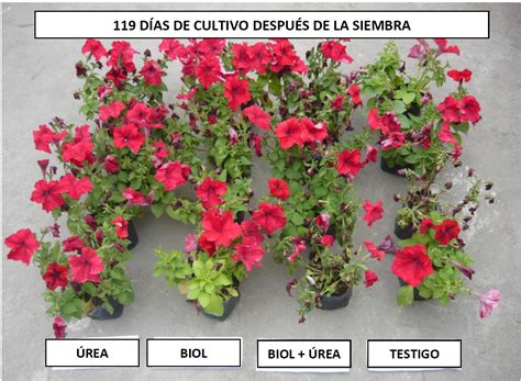 Bioabonos Mirones Alto Efecto De La FertilizaciÓn En El Cultivo De