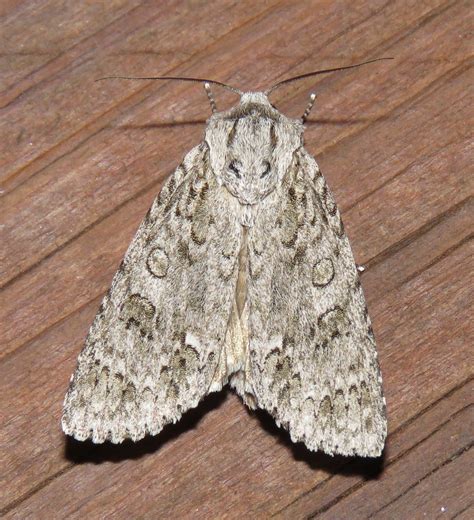 Regional Butterfly And Moth Information Butterflies And Moths Of