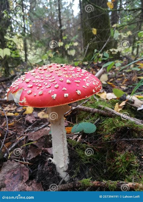 Red Mushroom Amanita Muscaria Stock Image Image Of Symbiont Northern