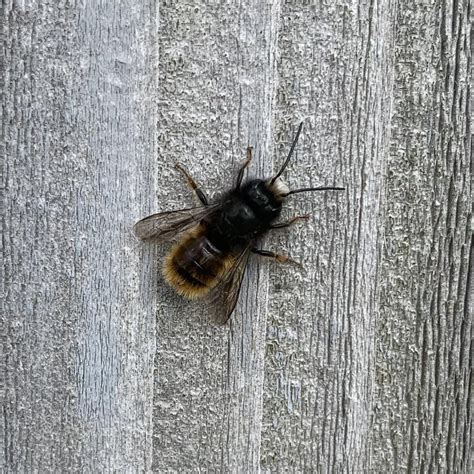 Im Hoping For A Bee Identification R Bees