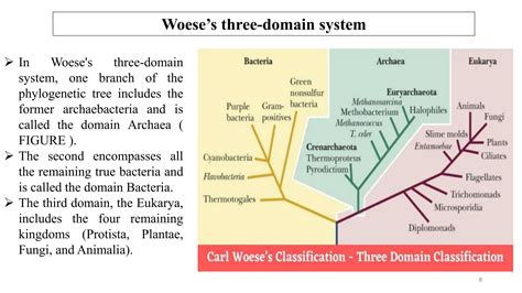 Introduction To Prokaryotes And Eukaryotespptx
