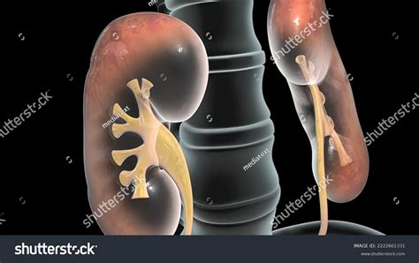 Basic Concepts Urinary System Including Formation Stock Illustration