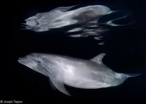 Joseph Tepper Alchetron The Free Social Encyclopedia