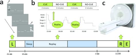 Schematic Of Experiment Design A Learning L Of The Srtt Task Download Scientific Diagram