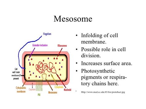 Cell Strucrure