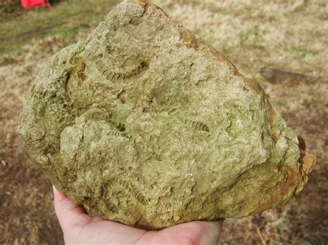 Is This A Worm Fossil Or Something Different Fossil Id The Fossil