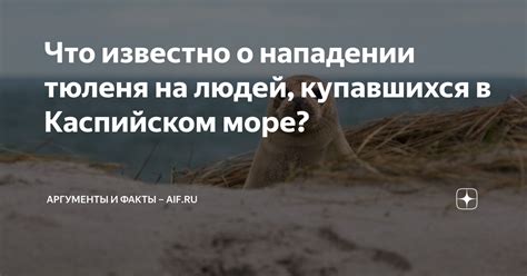 Что известно о нападении тюленя на людей купавшихся в Каспийском море Аргументы и факты