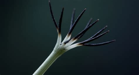 Marine Ecosystem Forecasting → Academic