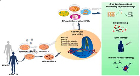 Workflow Of The Research Involving Hipscs And Crisprcas9 Gene Editing