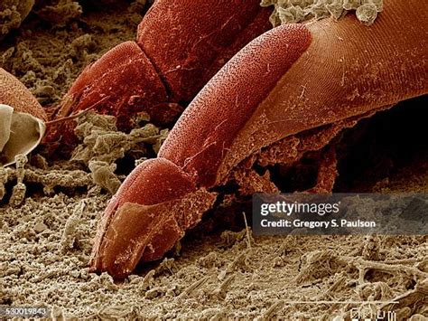 Insect Sem Photos And Premium High Res Pictures Getty Images