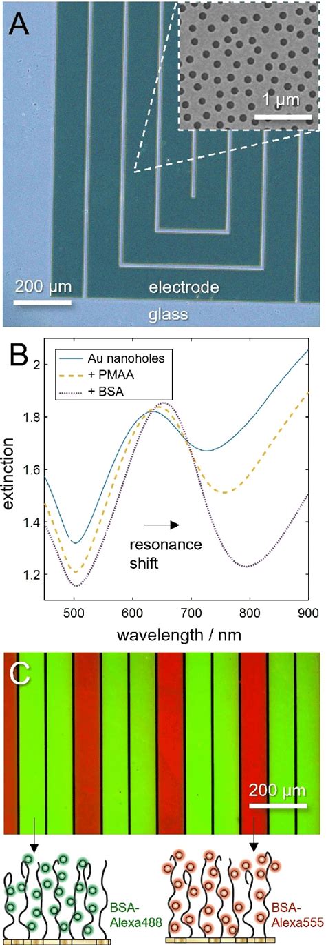 Protein Patterning On Microelectrodes A Microscope Photo Of