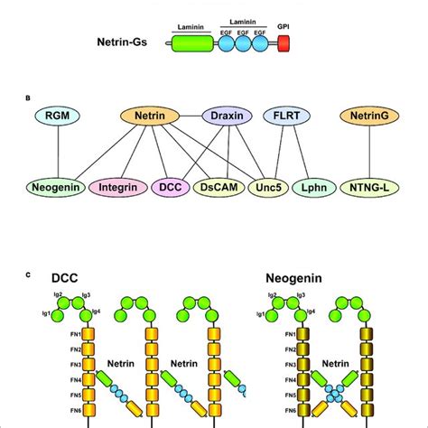 PDF Involvement Of Netrins And Their Receptors In Neuronal Migration In The Cerebral Cortex