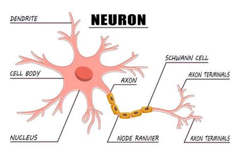 12 Neuron Anatomy Of Human Cell Line Art Designs And Graphics