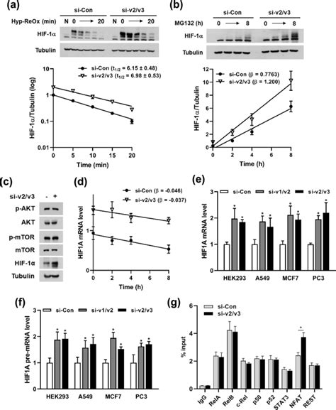 Pin1 Transcript Variant 2 Acts As A Long Non Coding Rna That Controls The Hif 1 Driven Hypoxic