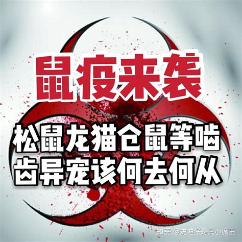 鼠疫来袭？ 松鼠仓鼠龙猫等啮齿异宠该何去何从 知乎