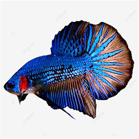 블루 드래곤 Betta 물고기 일러스트 Png 이미지 물고기 베타 물고기 물고기 Png Png 일러스트 및 Psd 이미지