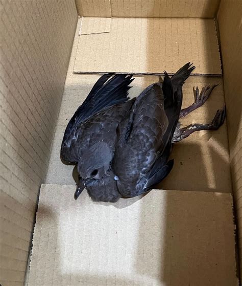 覺仔 昨天闆娘和小夥伴遇到一隻受傷的幼鳥斑鳩 就把他帶回來去看了醫生 小斑鳩現在因為撞到脊椎 雙腿是麻痹的 但醫生評估說有大機率會好起來
