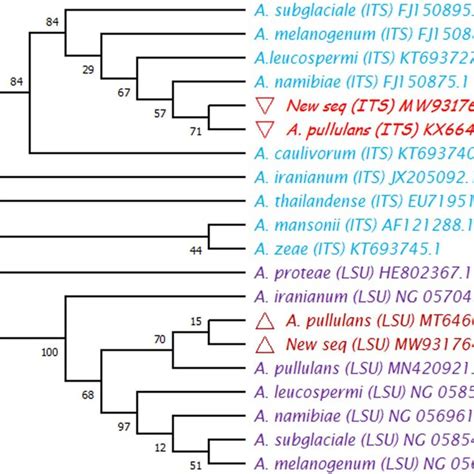 Morphology Of The Fungal Species Pure Colony Of Fusarium Proliferatum Download Scientific
