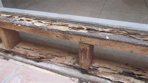 Drywood And Subterranean Termites In Southern California Youtube