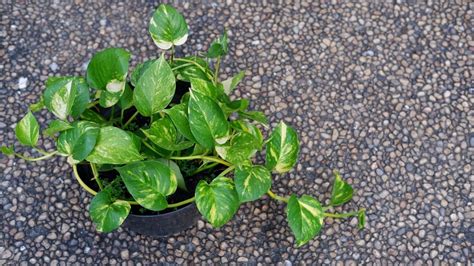 Potos Je Rostlina Vhodná Pro Začátečníky Pokud Chcete Začít S