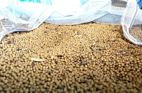 기획 2022년 논 콩 생산단지 재배 기술 컨설팅 추진 성과 고군산영농조합법인