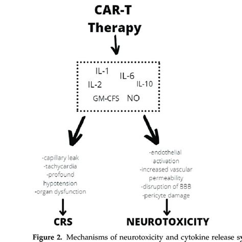 Chimeric Antigen Receptors Next Generation Cars Have Additional