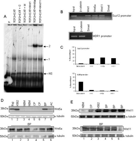 A Gel Shift Analysis Of Binding Reactions Using The Suz12 Promoter