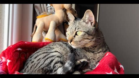It is all about KitCat - 22ndDec2023 @GurgaonIndia | OurLifeVenture ...