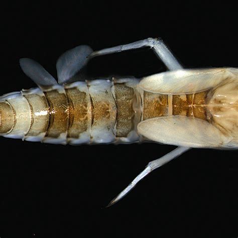 Pdf Order Ephemeroptera
