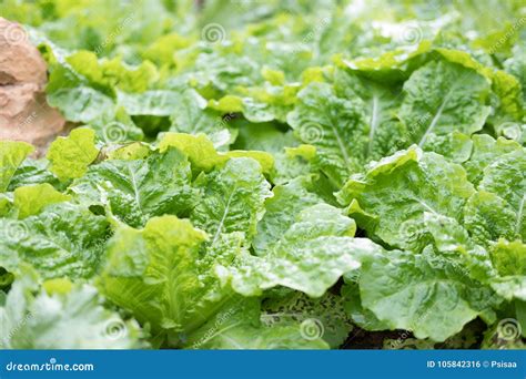 Lettuce Plant Growing In Vegetable Garden Soil Cultivation