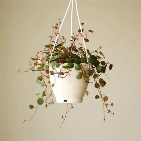 How To Care For Peperomia Ruby Cascade