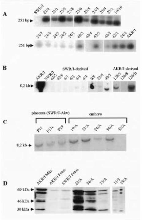 Provirus Integration And Viral Protein Expression In Swrj Embryos