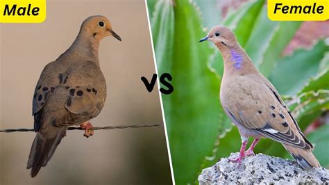 Mourning Dove Male Vs Female Identify Key Differences