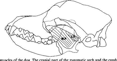 Figure 1 From The Morphology And Innervation Of The Lateral Pterygoid