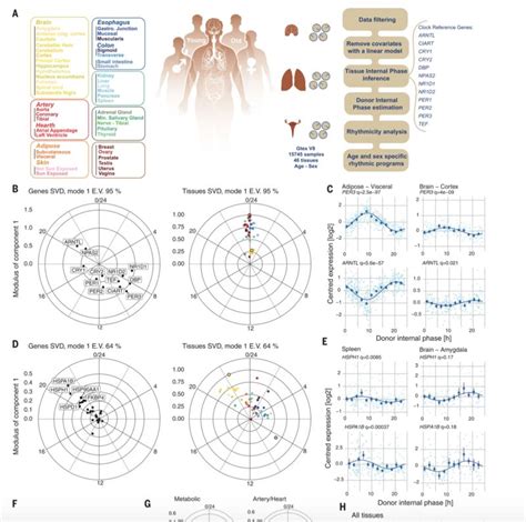 Circadian Clocks Sexdimorphism Aging Bigdata Gtex Algorithm
