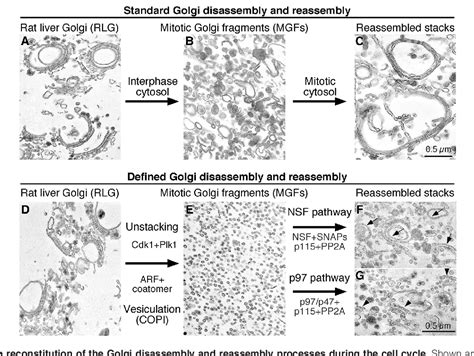 Figure 1 From Golgi Structure Formation Function And Post