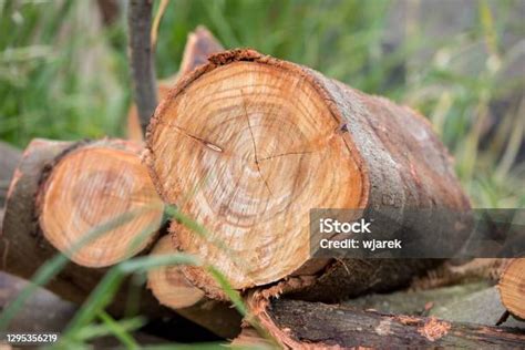 노출 된 목재가 축소됨에 따라 금이 간 나무 줄기 횡단면 깊은 균열 자연 균열 자연 분할 나무에 대한 스톡 사진 및 기타 이미지 Istock