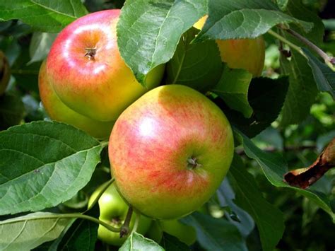 20 интересных фактов о яблоках Яблоки уникальный фрукт всем знакомый