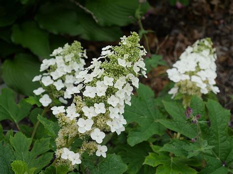 Take The Mystery Out Of Pruning Your Hydrangeas