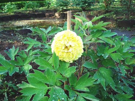 金閣 茨城県植物園
