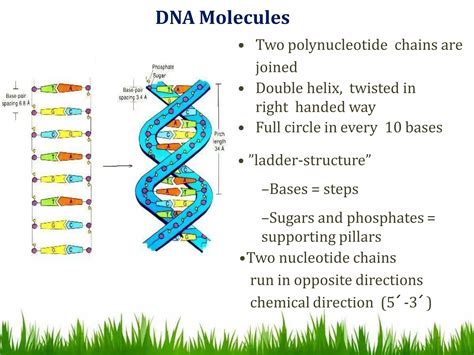 Dna Chromosomes And Genes Pptx Biological Sciences Science
