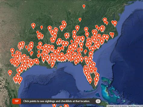 They Re On The Move Manitoba Chimney Swift Initiative
